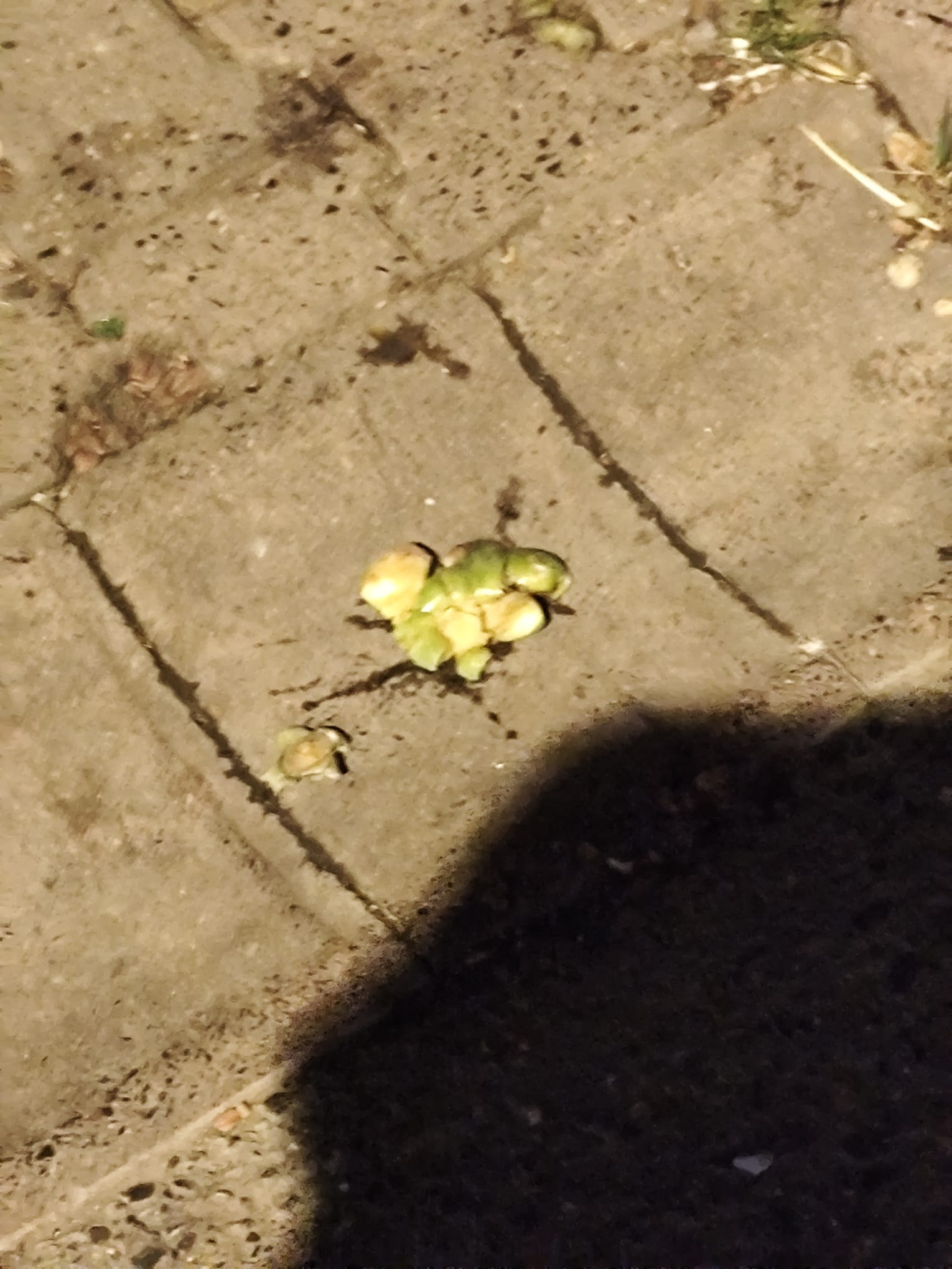 garbage-3 Instance Segmentation Dataset and Pre-Trained Model by mucilagerflow