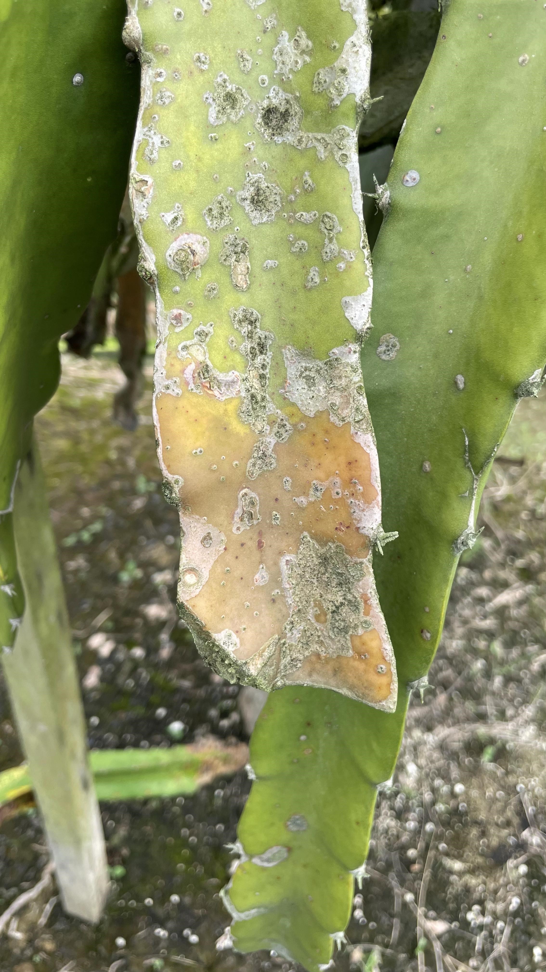 project1 Object Detection Model by Object Detection YOLO