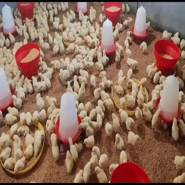 Aarti Object Detection Dataset by 360 DigiTMG