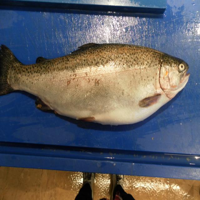 Fish Classification Object Detection Dataset and Pre-Trained Model by ...