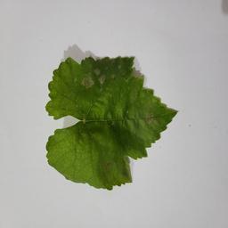 How to Use the Niphad Grape Leaf Disease Datase Object Detection API