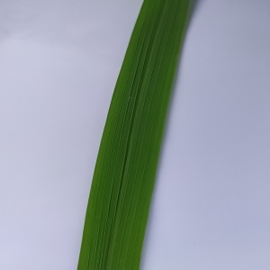 plant-disease-classification Classification Model by plantdiseaseclassification