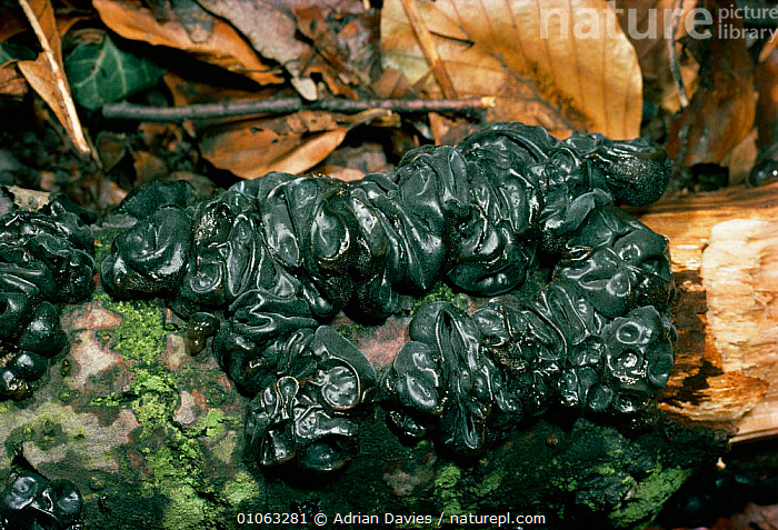 Seniorprojectcnn Object Detection Model By Plant Detection And Recognition