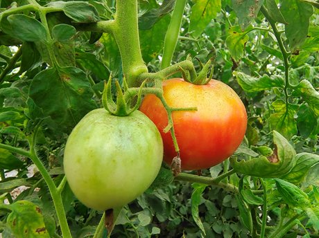 tomato Object Detection Dataset by project-rd0pt