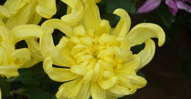 moon Object Detection Dataset and Pre-Trained Model by poem