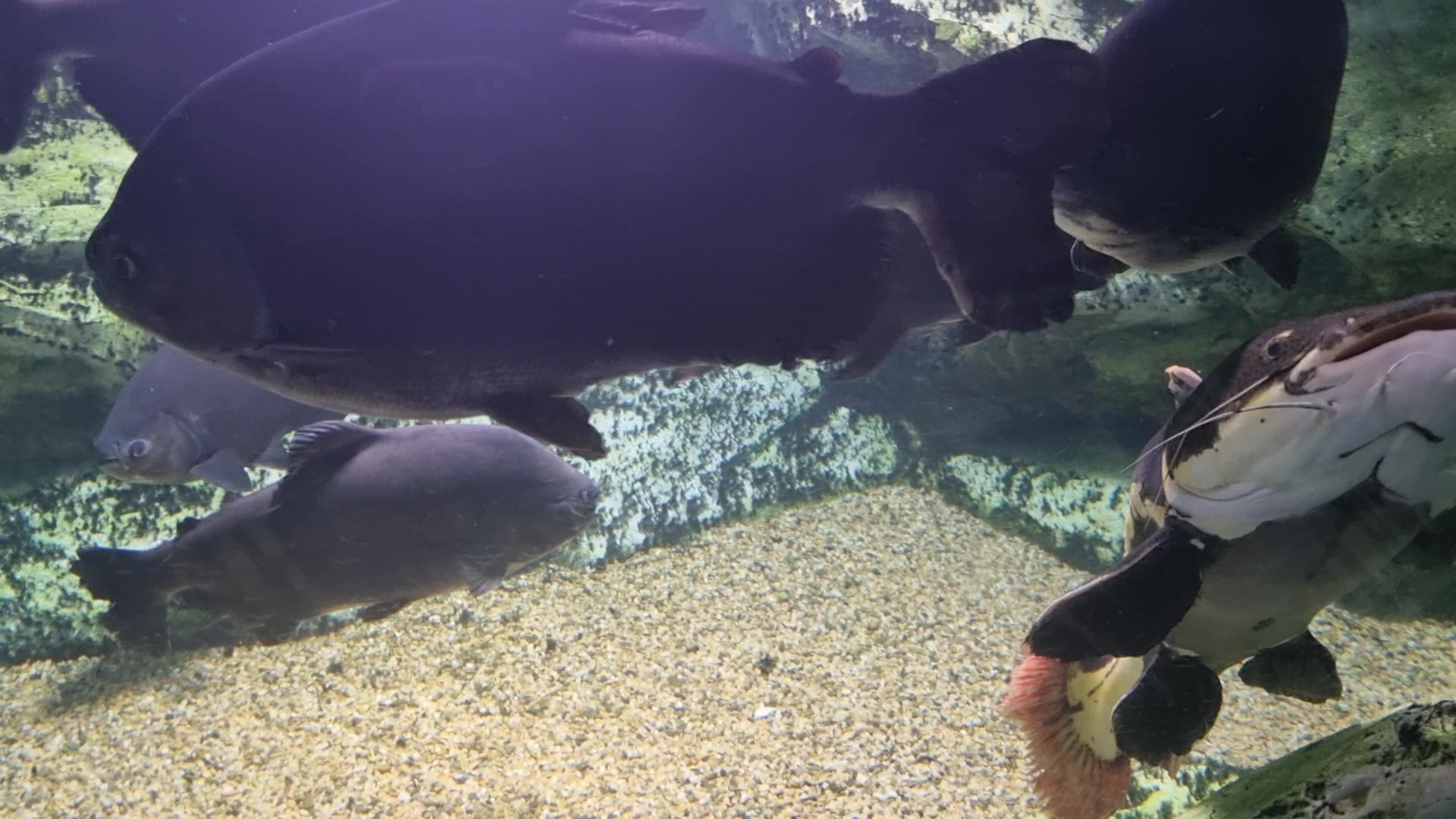pacu/ red tail cat fish+snap_shot Object Detection Dataset by Holorium