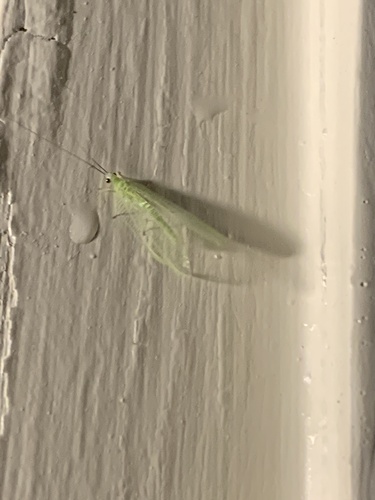 lacewing2 Object Detection Dataset by rrr