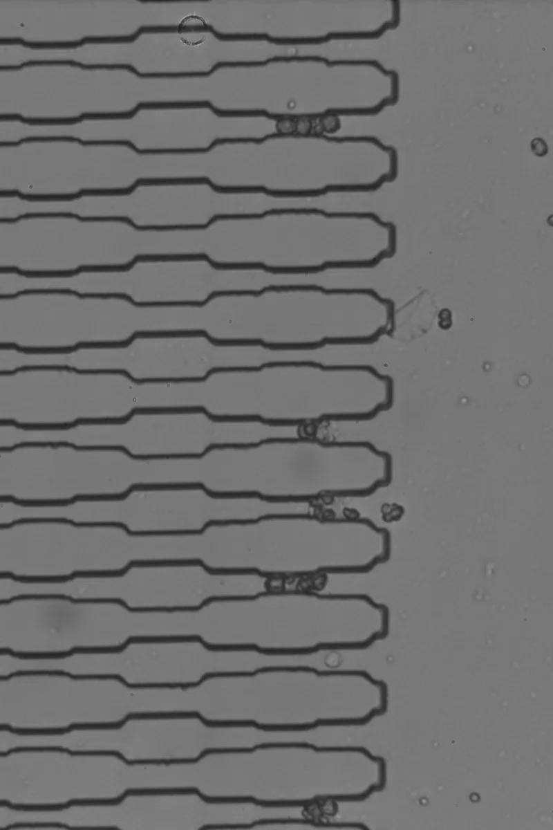 Cells Detection Object Detection Dataset And Pre Trained Model By Hugo