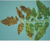 leaf_plantDoc Object Detection Dataset and Pre-Trained Model by ...