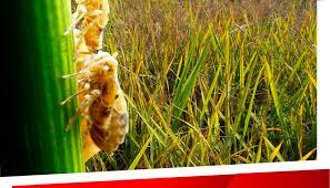 Kusk-Ai-Pest-Detection Object Detection Dataset and Pre-Trained Model by guess