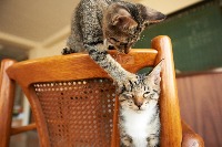 computer vision (computer-vision-pabwy) - Roboflow Universe