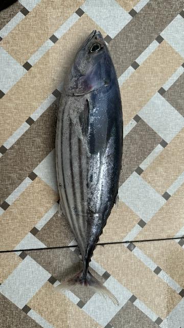 FISH Object Detection Model by IMK