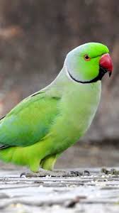 birds types Object Detection Dataset by Ramya