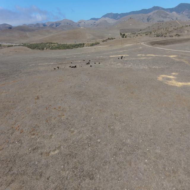 Aerial Cattle Detection Object Detection Model By Cattle