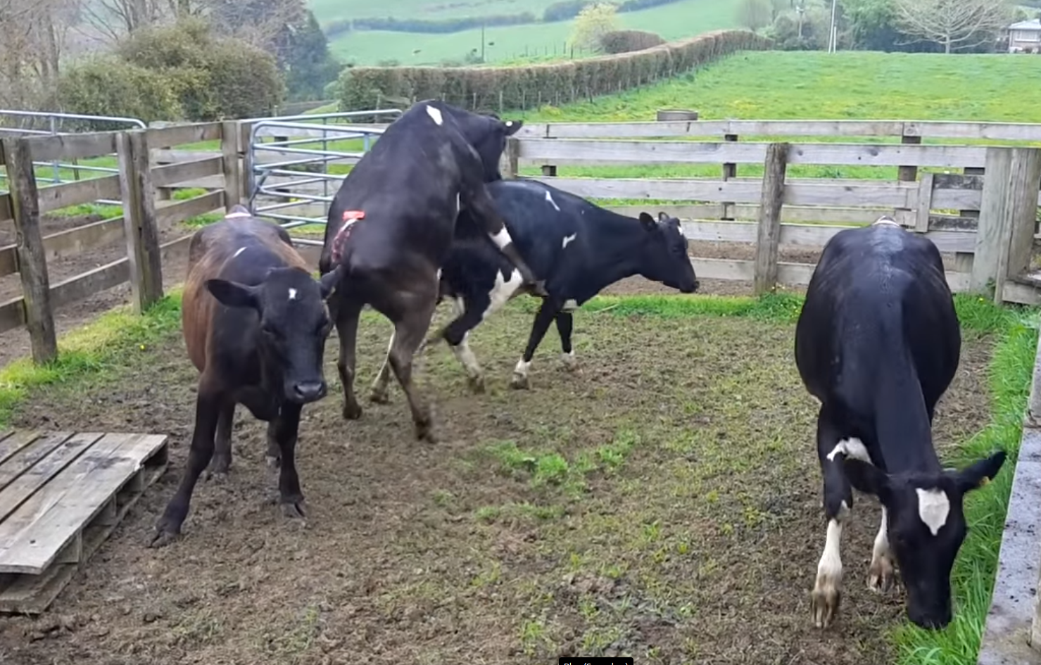 cow_mounting Object Detection Model (v2, 2024-10-20 3-03pm - no prep_no augment) by farmAI