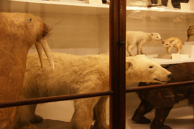 bear Object Detection Dataset and Pre-Trained Model by yolotest