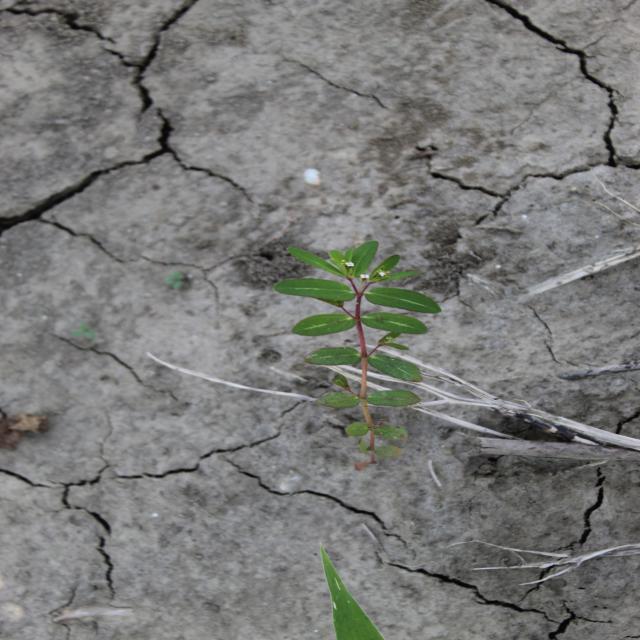Final Weed Detection Model Object Detection Dataset And Pre Trained