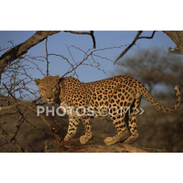 Animal Detection Object Detection Model by animaldetection