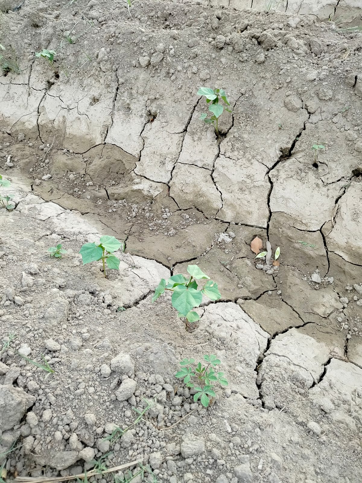 Shozabs Projects - Roboflow Universe