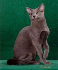 Deteksi Kucing Object Detection Dataset (v2, 2023-08-23 5:07pm) by ...