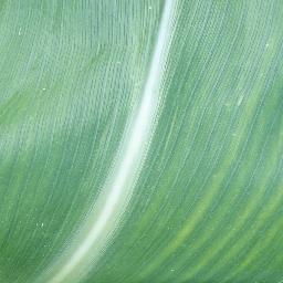 Corn Detection Object Detection Dataset by zhan