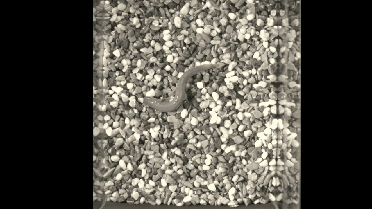 Urop-3 Instance Segmentation Dataset and Pre-Trained Model by UROP1