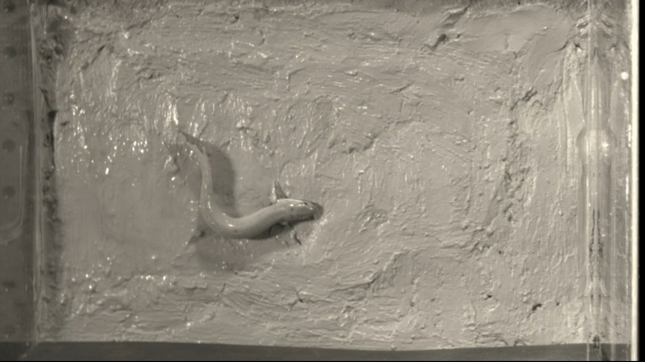 Urop-2 Instance Segmentation Dataset and Pre-Trained Model by UROP1