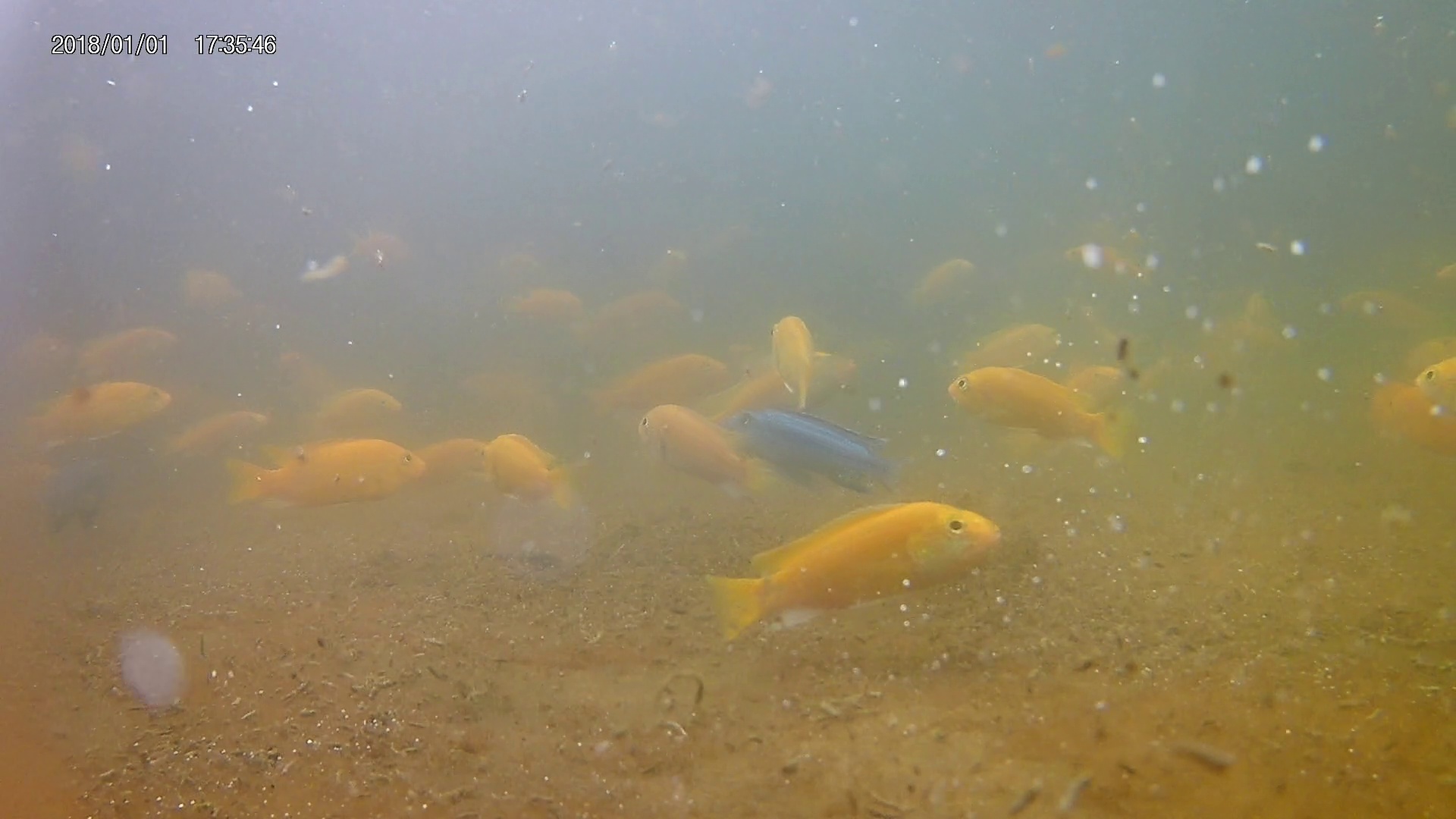 detection Object Detection Dataset by fish