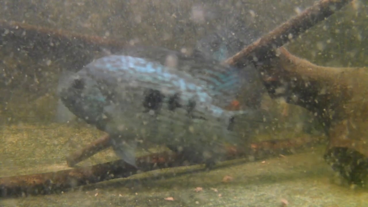 FISH (fish-rkwgx) - Roboflow Universe