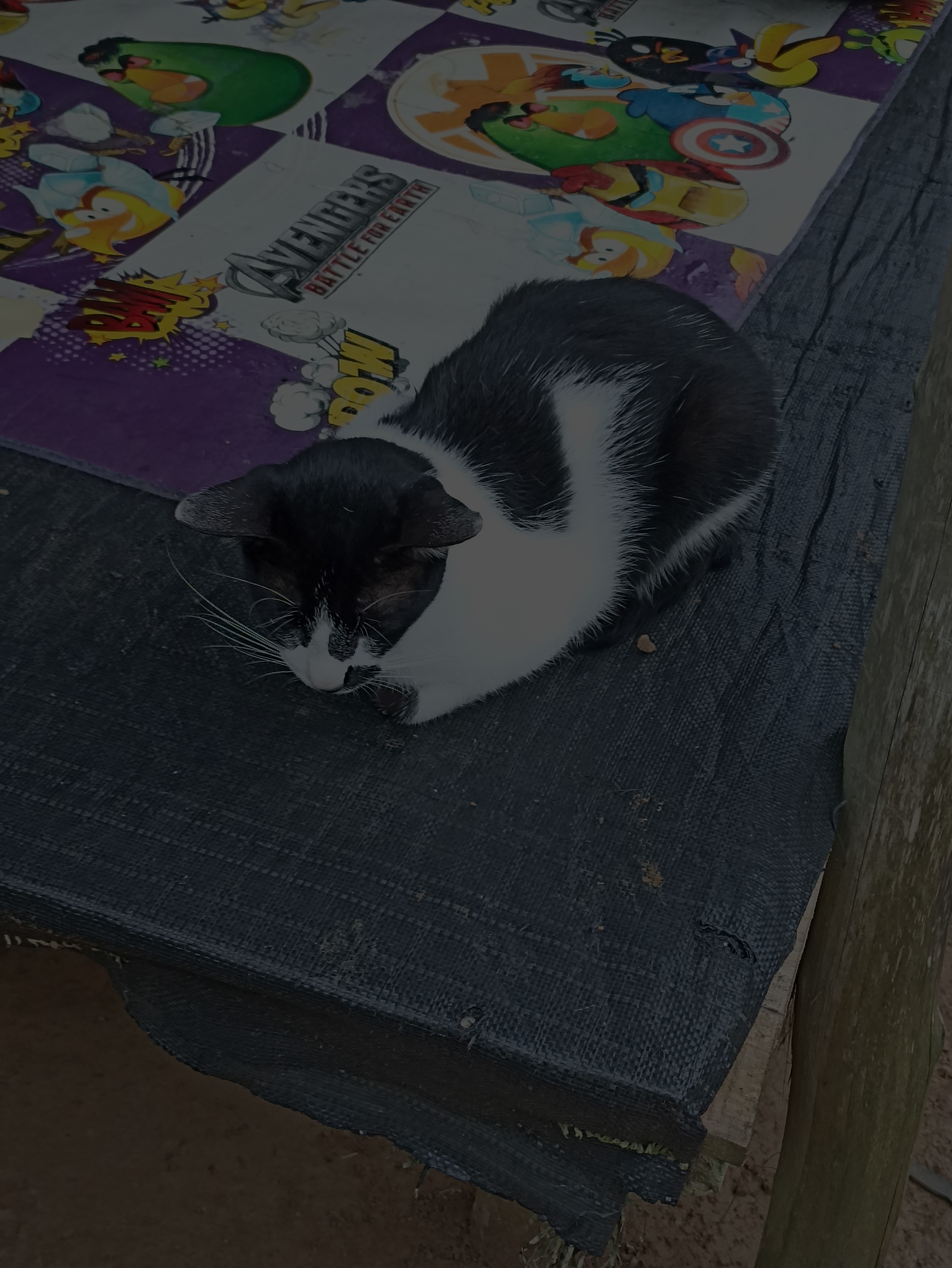 Dynamic_envirotment Object Detection Dataset by TA