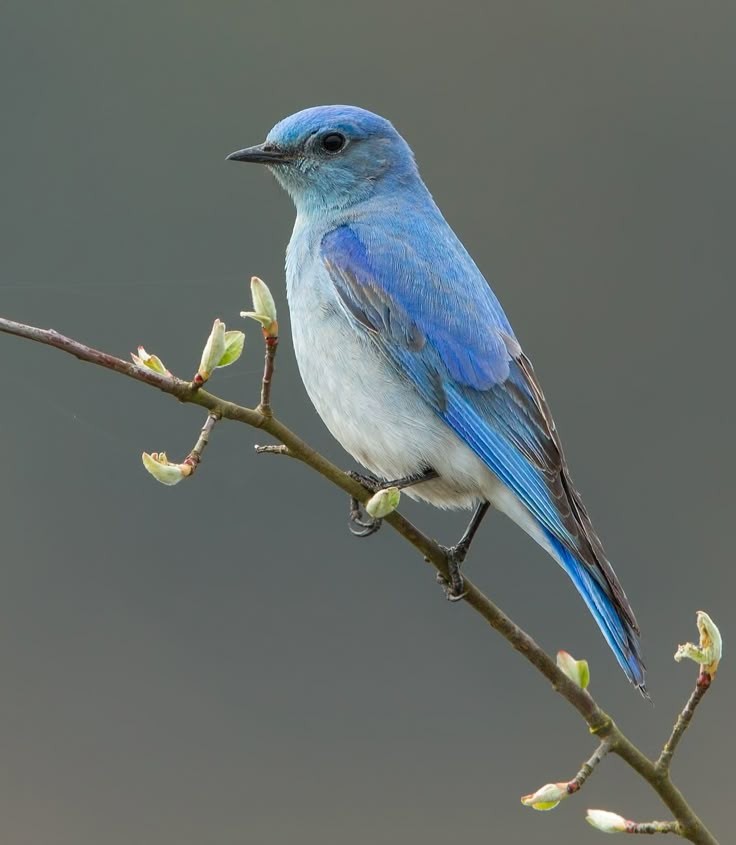 dog snake bird Object Detection Dataset and Pre-Trained Model by sasu