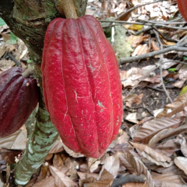 cacao (cacao-nqoqv) - Roboflow Universe