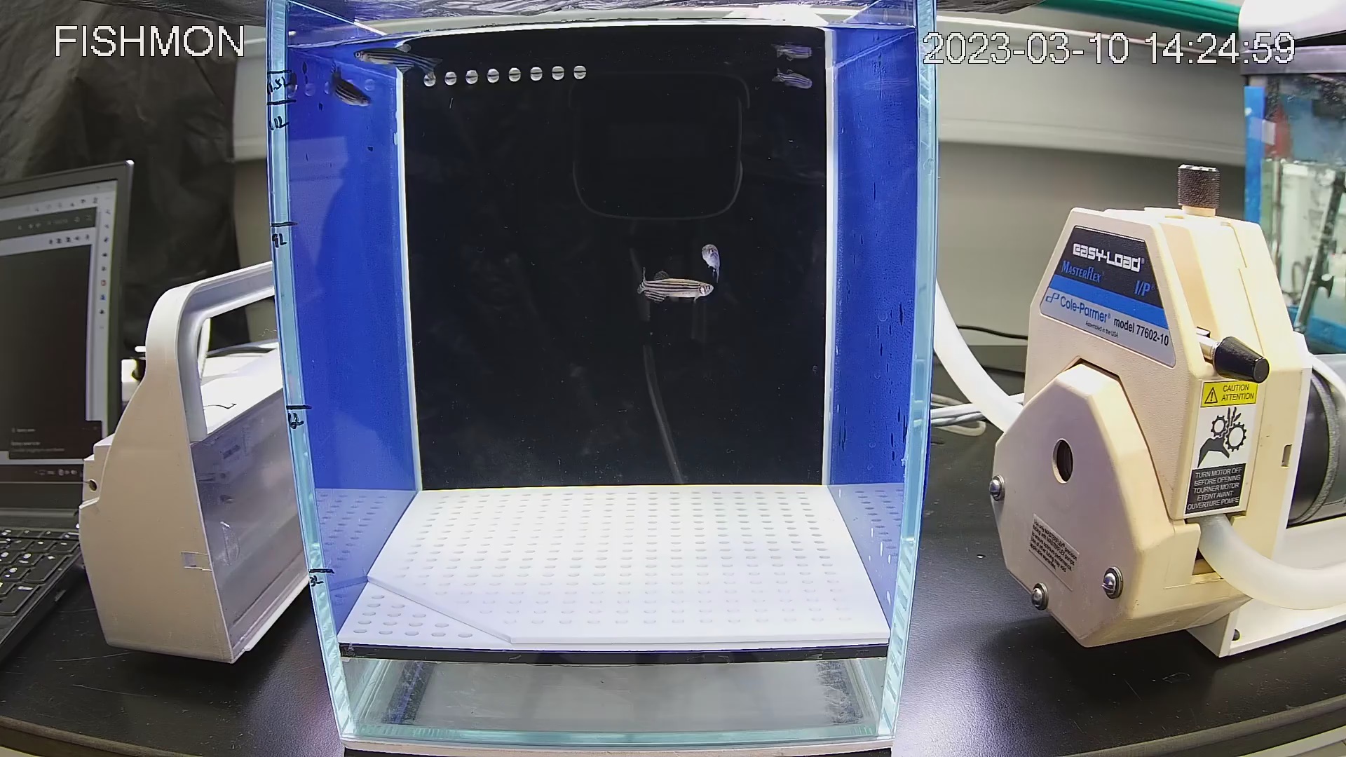 fish Object Detection Dataset by mSolution Consulatant Limited