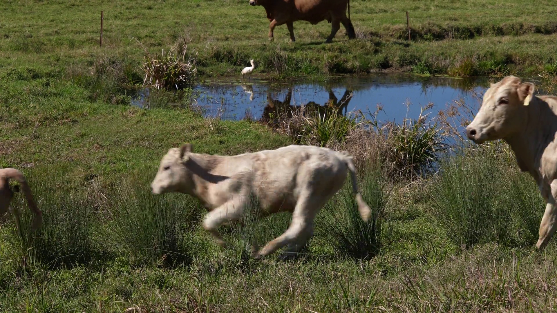 Cow Detection Object Detection Dataset And Pre Trained Model By Macnica Dhw