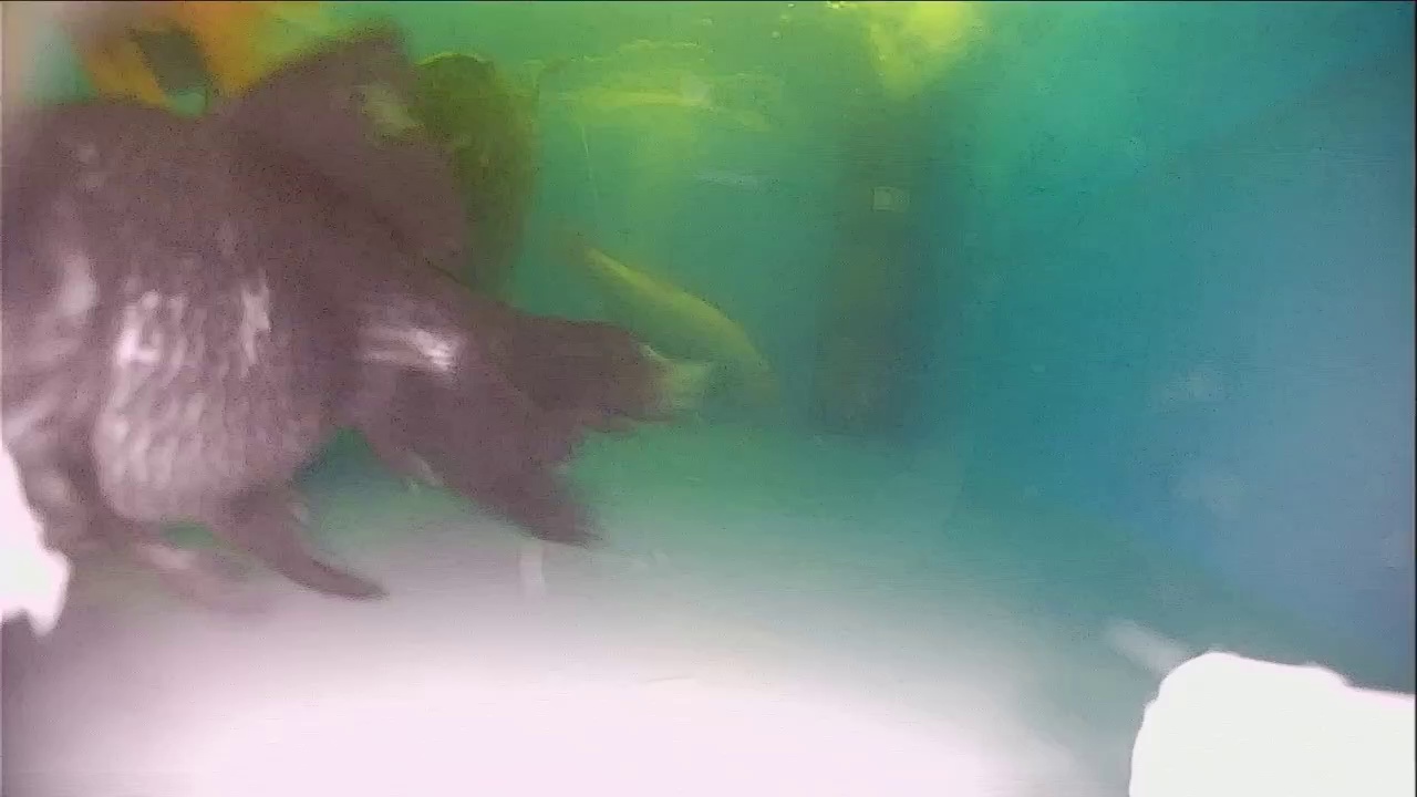 new fishes Object Detection Dataset by Turtle