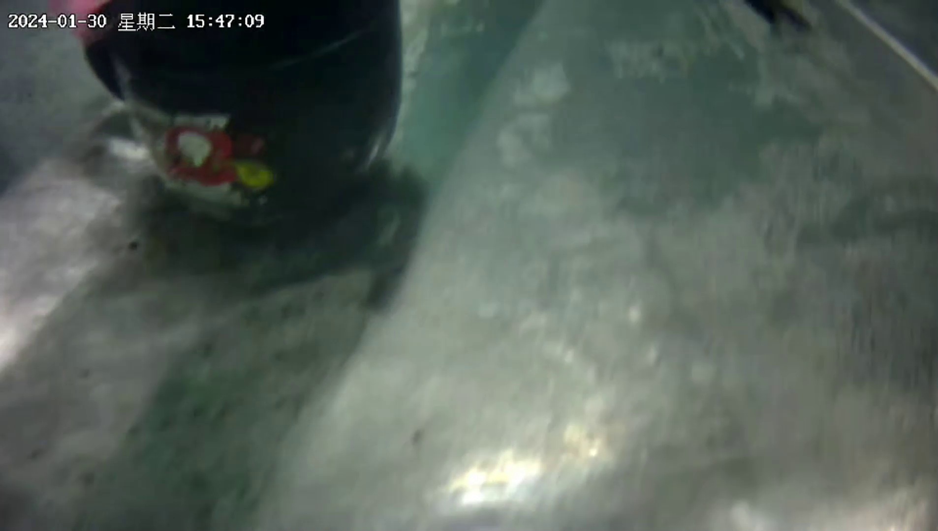 OOD Object Detection Dataset by Turtle