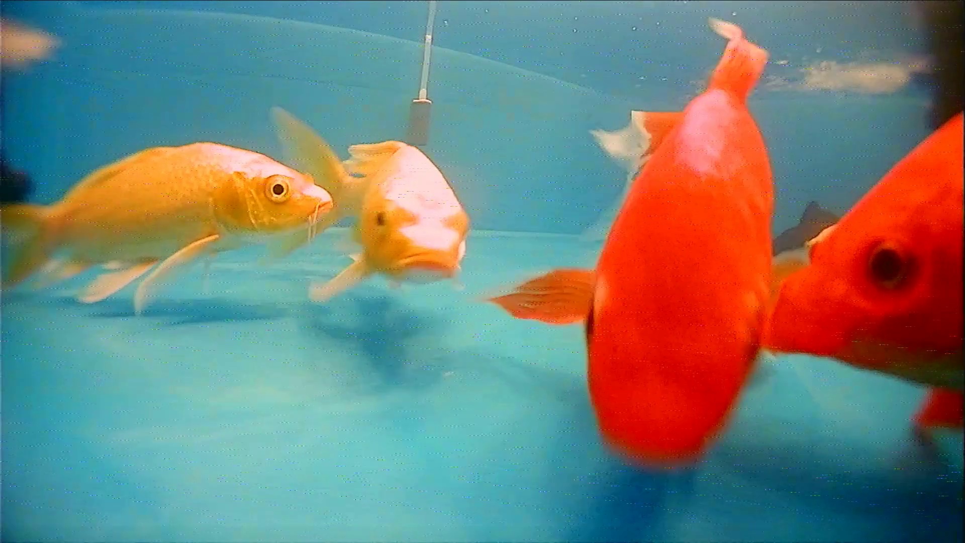 nine fish Object Detection Dataset by Turtle