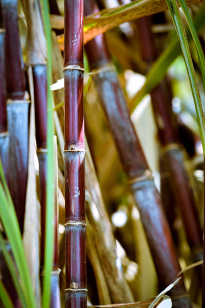 Sugarcane Stem Detection V2 Object Detection Model By Vit Vellore