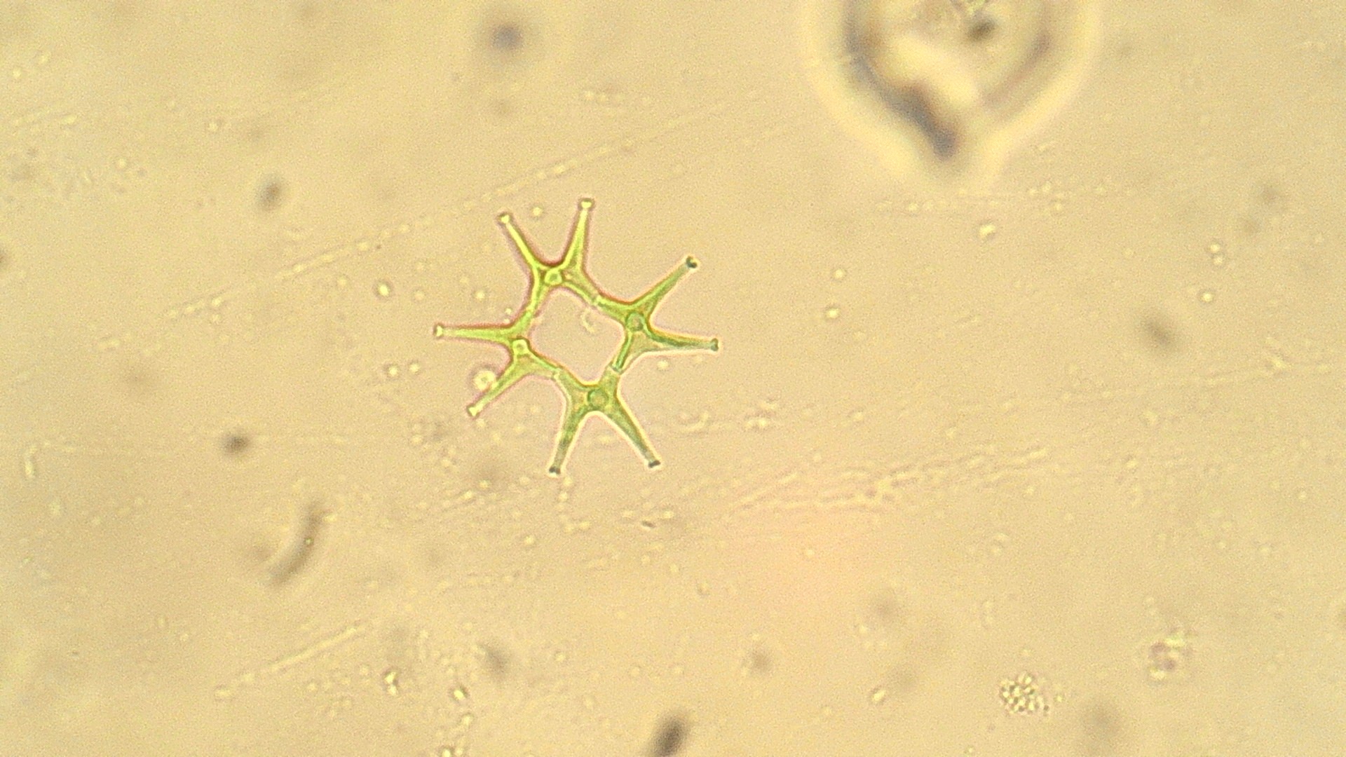 Image Processing Control Object Detection Dataset By Algae