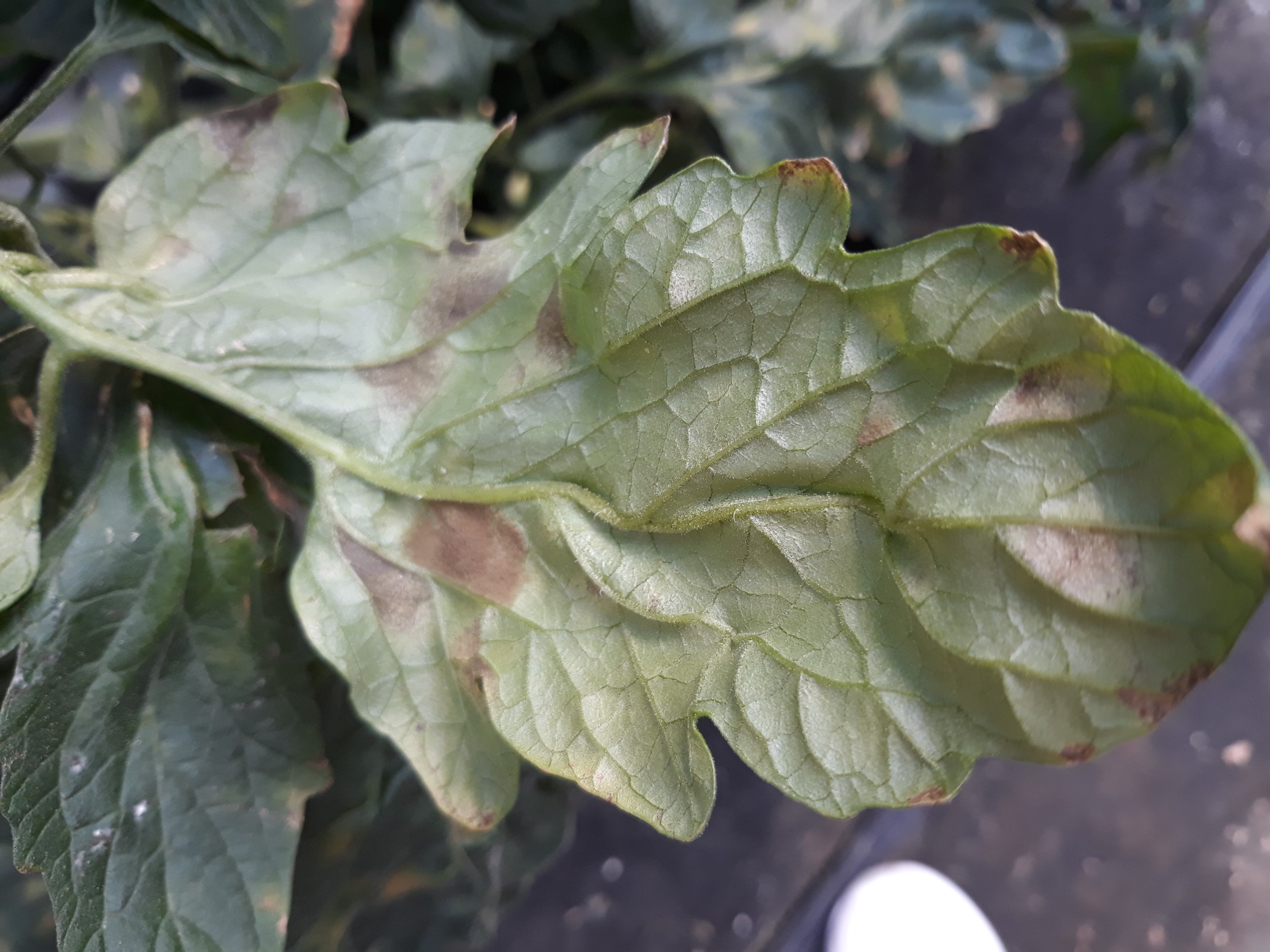 How to Use the tomato_disease Object Detection API