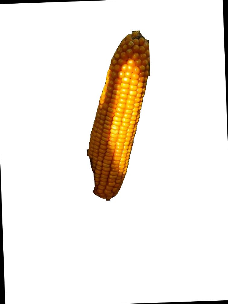 corn segment Object Detection Dataset by antsheel