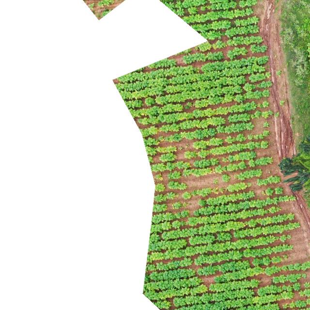 additional tobacco Instance Segmentation Dataset by agri