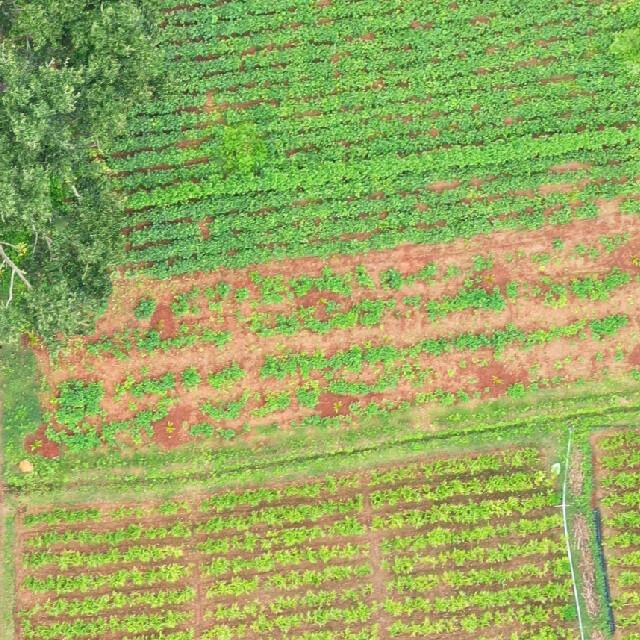 Tobacco+Border Instance Segmentation Dataset by agri