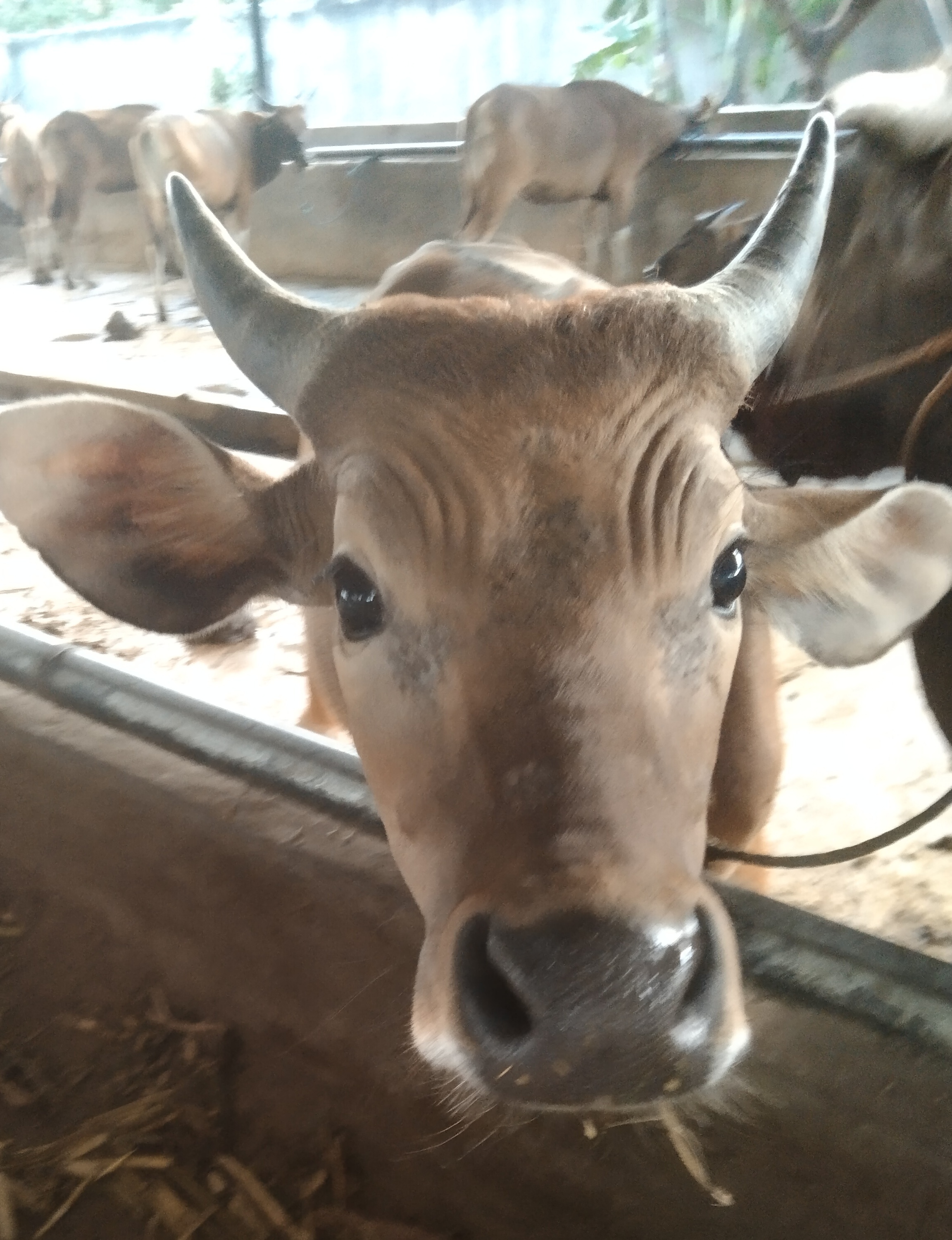 Cattle Disease Object Detection Dataset By Mdzillur Rahaman Rohan
