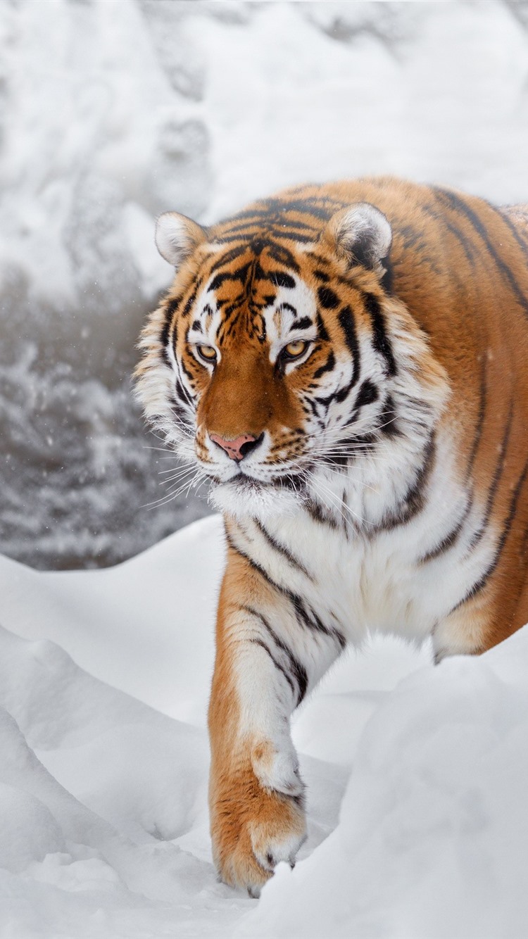 tiger_detection Object Detection Dataset by juan