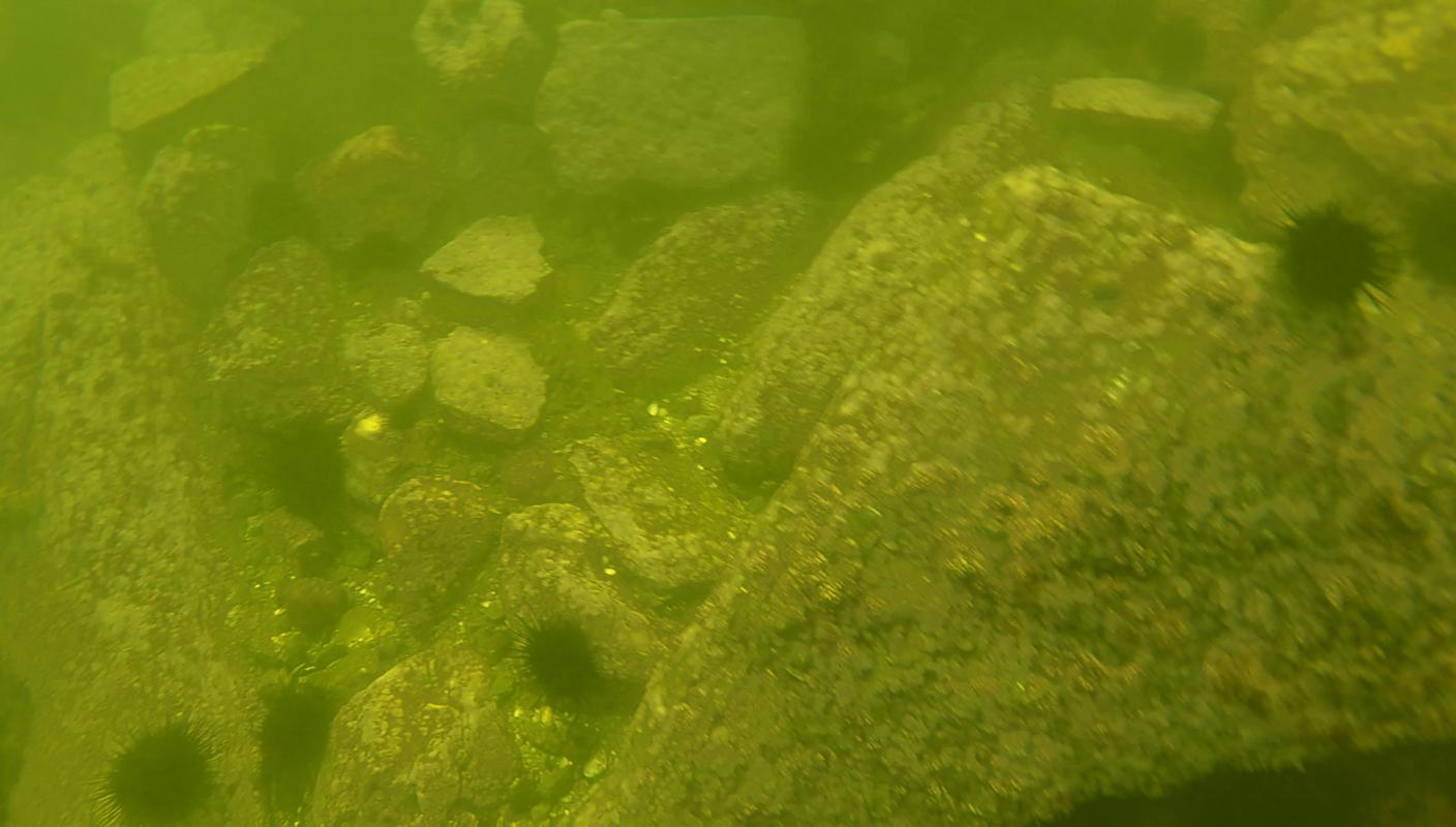Underwater Organism Detection Object Detection Dataset By Underwater