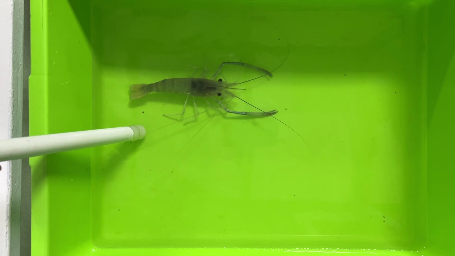 Freshwater Prawn temporary Instance Segmentation Model by Giant ...