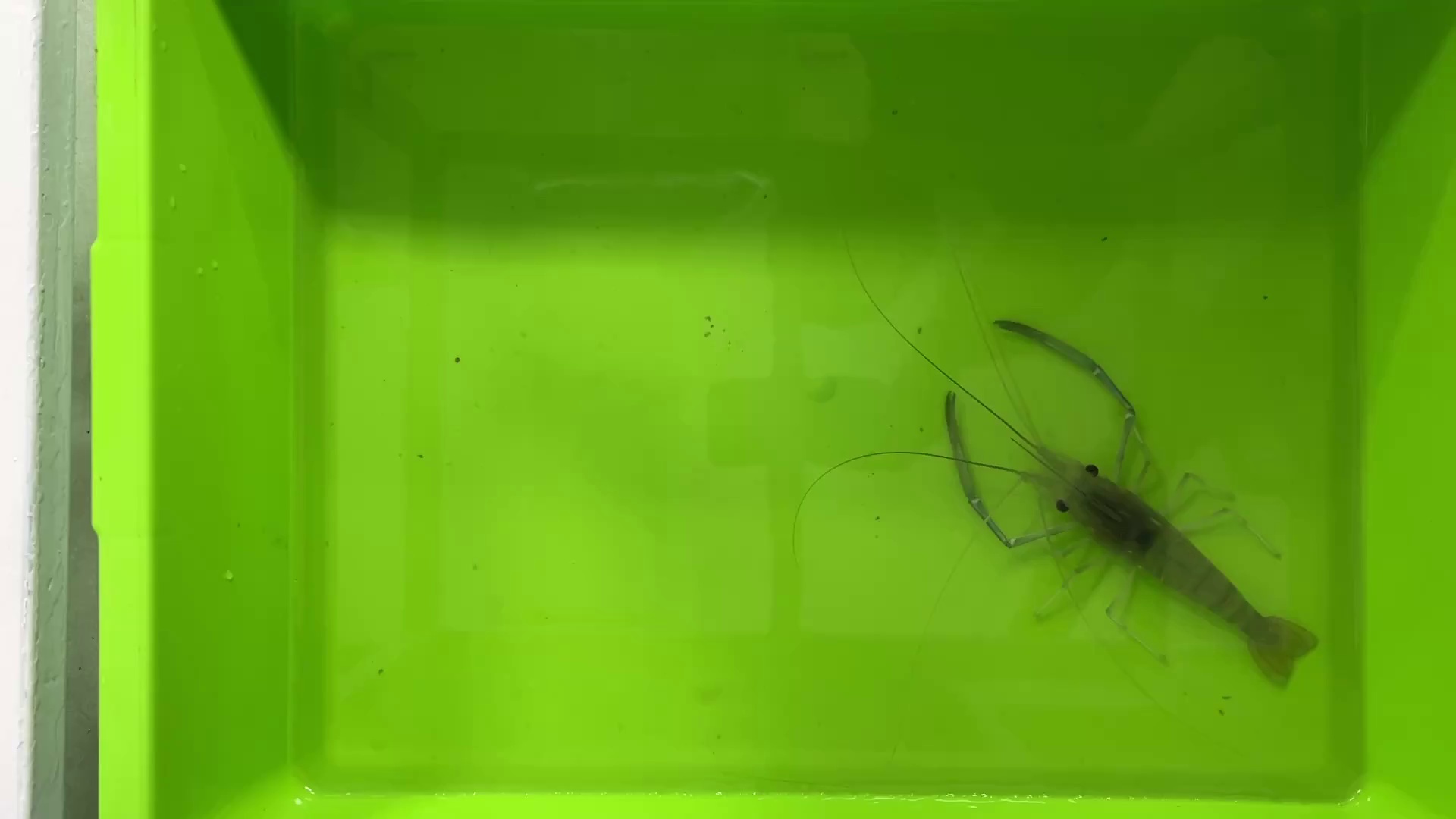 Latest Prawns Instance Segmentation Dataset by Giant Freshwater Prawn