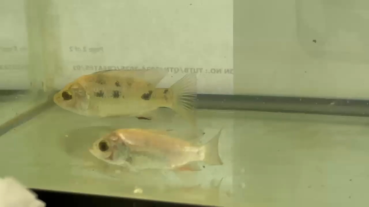 Tilapia Fish Instance Segmentation Dataset by Giant Freshwater Prawn