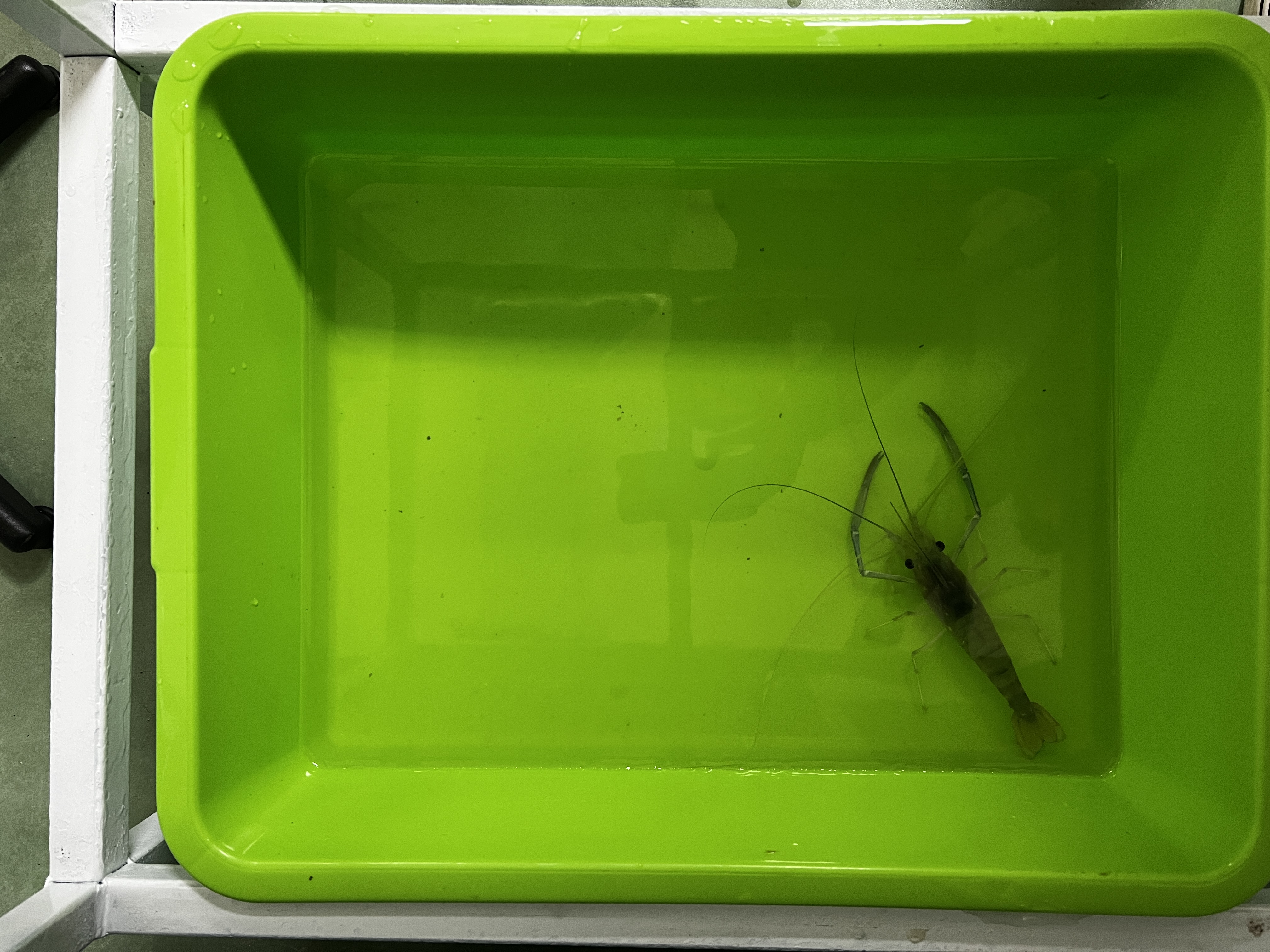 Freshwater Prawn and Feed Instance Segmentation Dataset by Giant ...